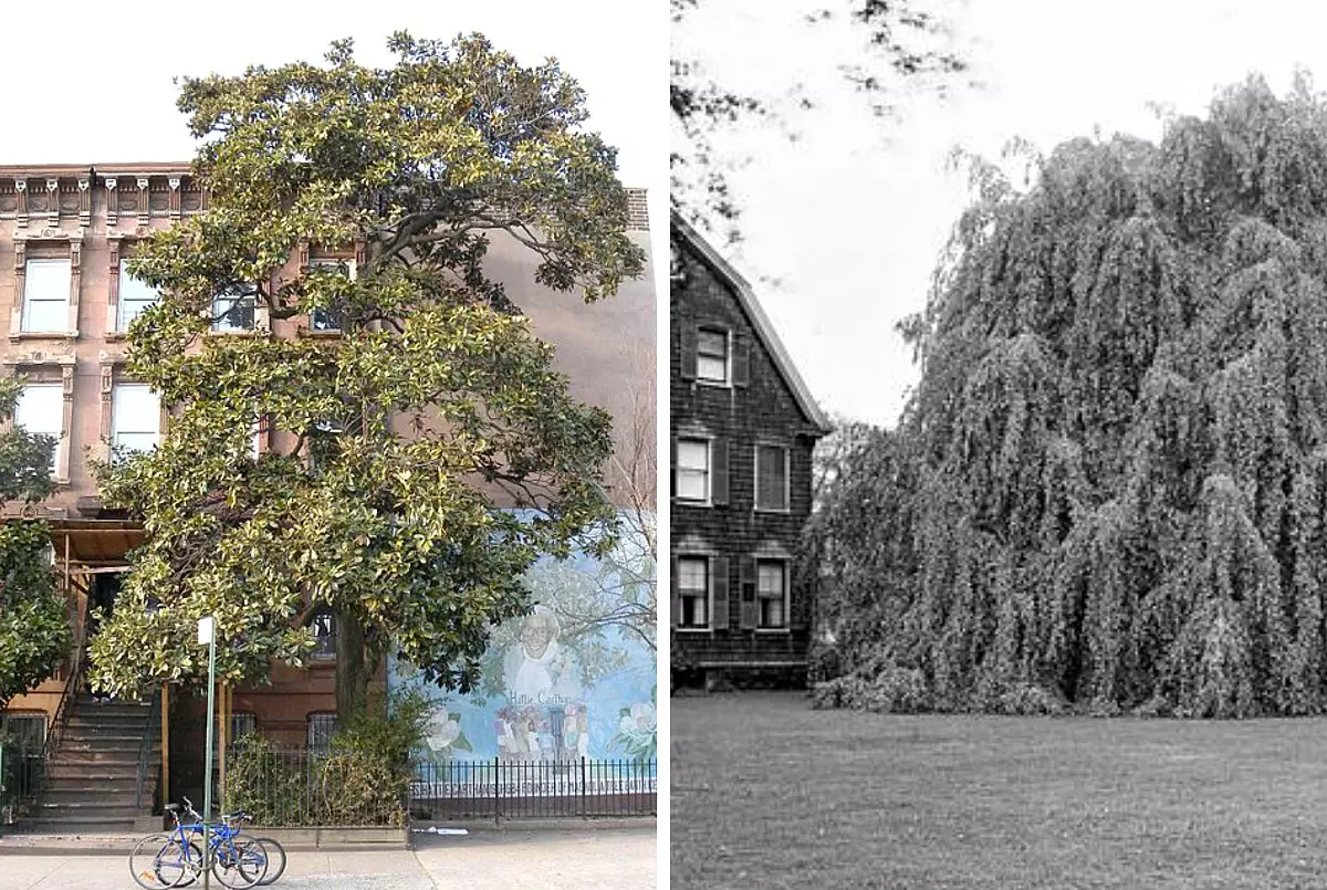 De eneste to levende ting i NYC, der har været landemærket, er træer 30347_1