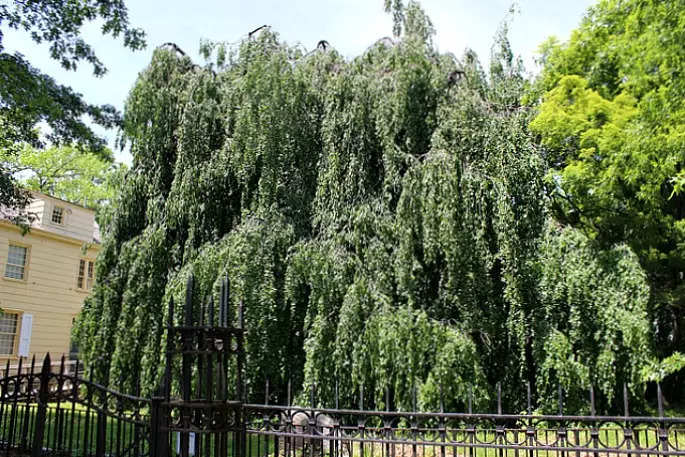 gråtbokträd, Weeping Beech Park