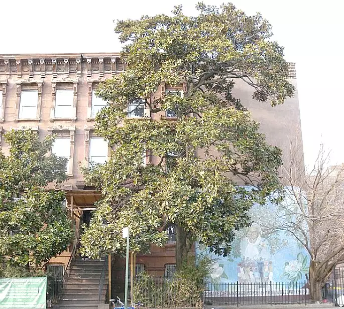 Magnolia Grandiflora, Hattie Carthan, Xarunta Dhulka Magnolia Tree