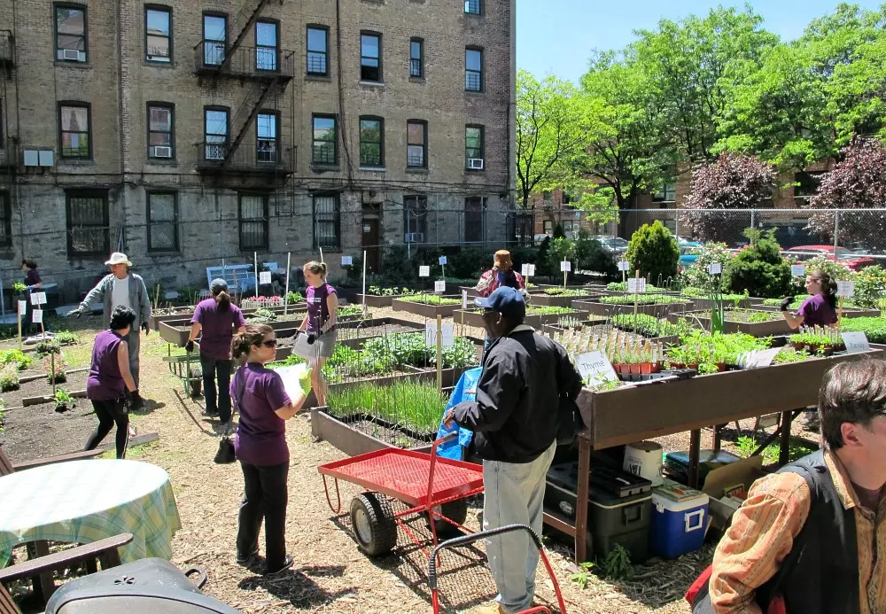 Hattie Carthan Community Garden