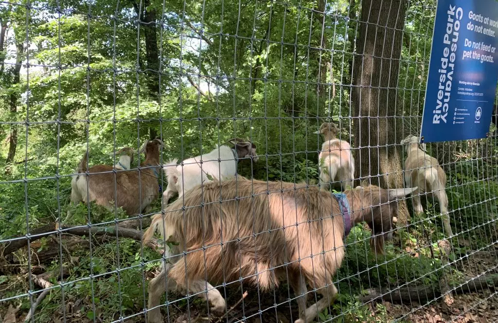 'Running of the Goats' e khutlela Riverside Park bekeng e tlang