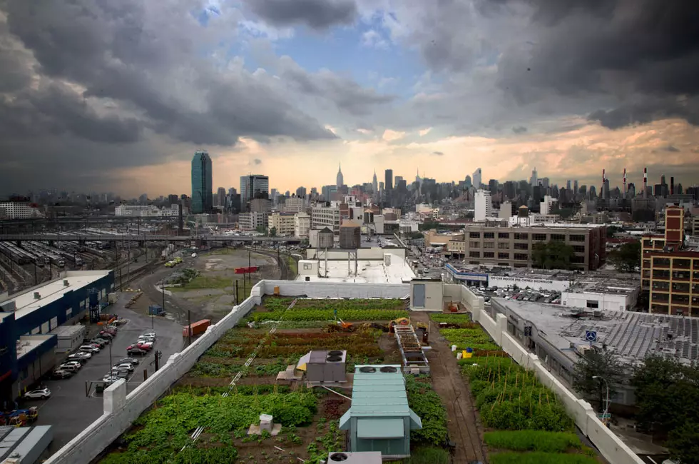 Polasi e marulelong ea Brooklyn Grange, Brooklyn Grange, polasi e marulelong ea Brooklyn, polasi e marulelong ea nyc