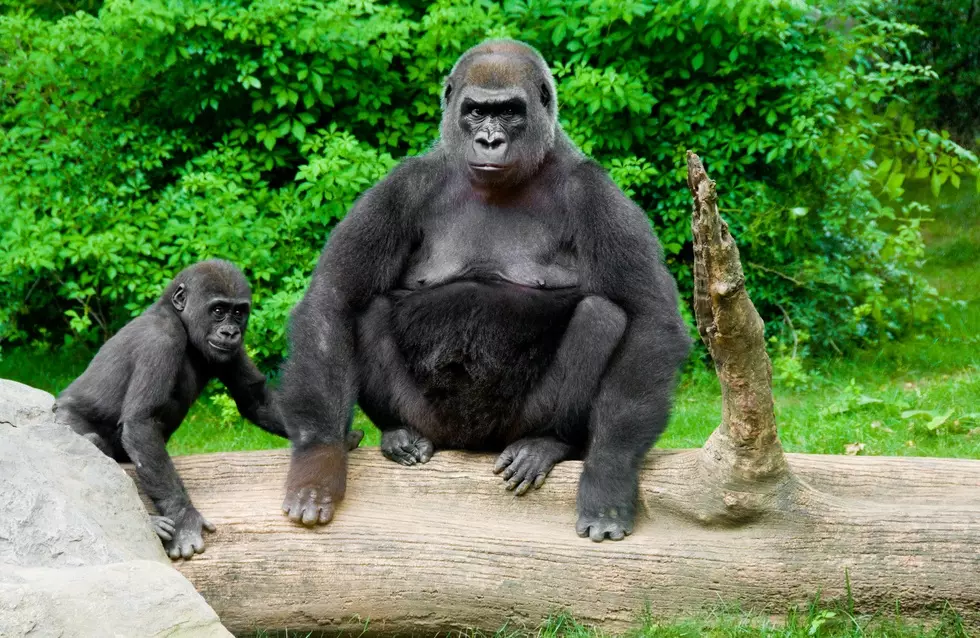 Зоолошката градина Бронкс, изложба во Конго, Друштво за зачувување на дивиот свет