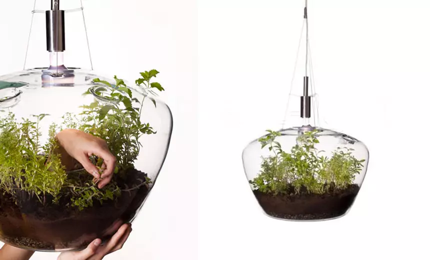 Kristýna Pojerová's Glasshouse Pendant Lamp, Kristýna Pojerová, Glasshouse Pendant Lamp, Terrarium Lamp, Daleqandî Terrarium, Lambeyên Mezin