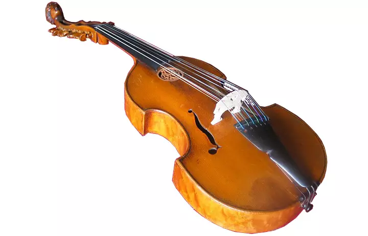 viola, viole, viola design