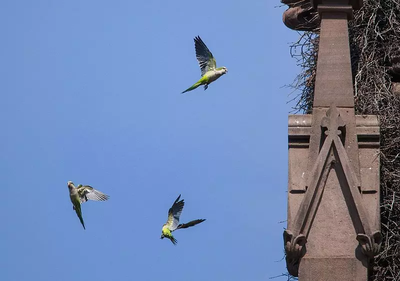 De beste plekken om vogels te spotten in New York City 3850_3