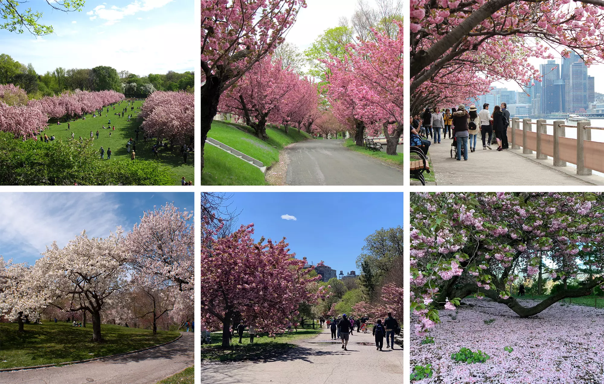 Wo kann man Kirschblüten in New York City sehen? 3884_1