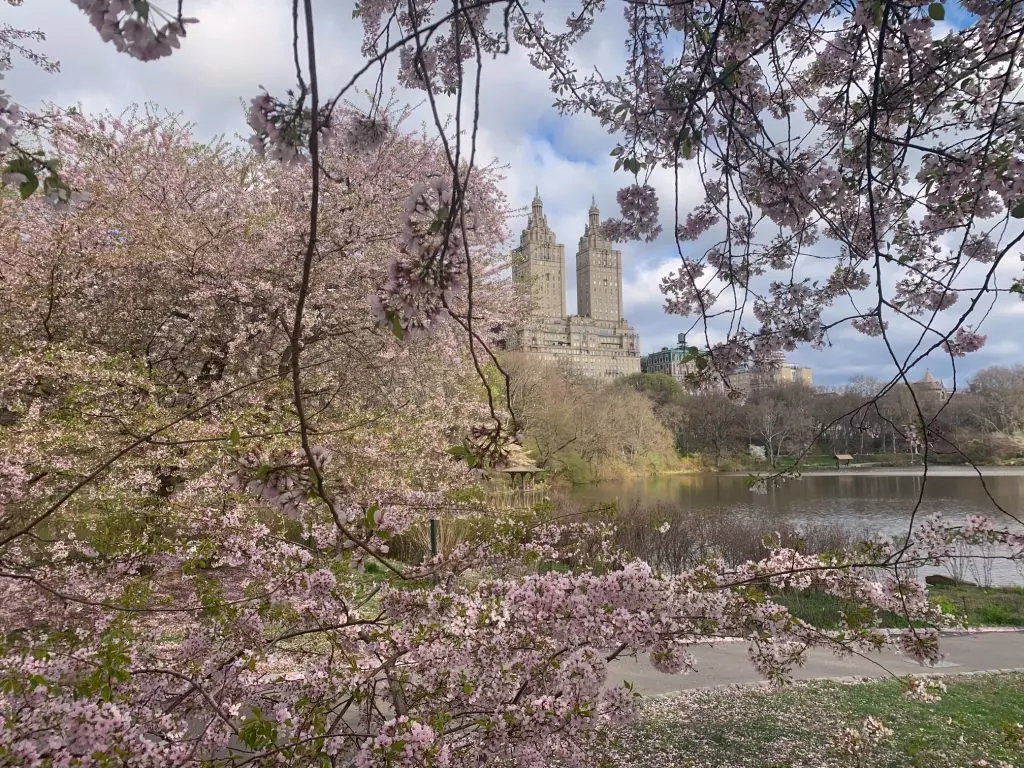 Wo kann man Kirschblüten in New York City sehen? 3884_2
