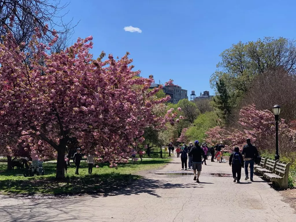 Wo kann man Kirschblüten in New York City sehen? 3884_3