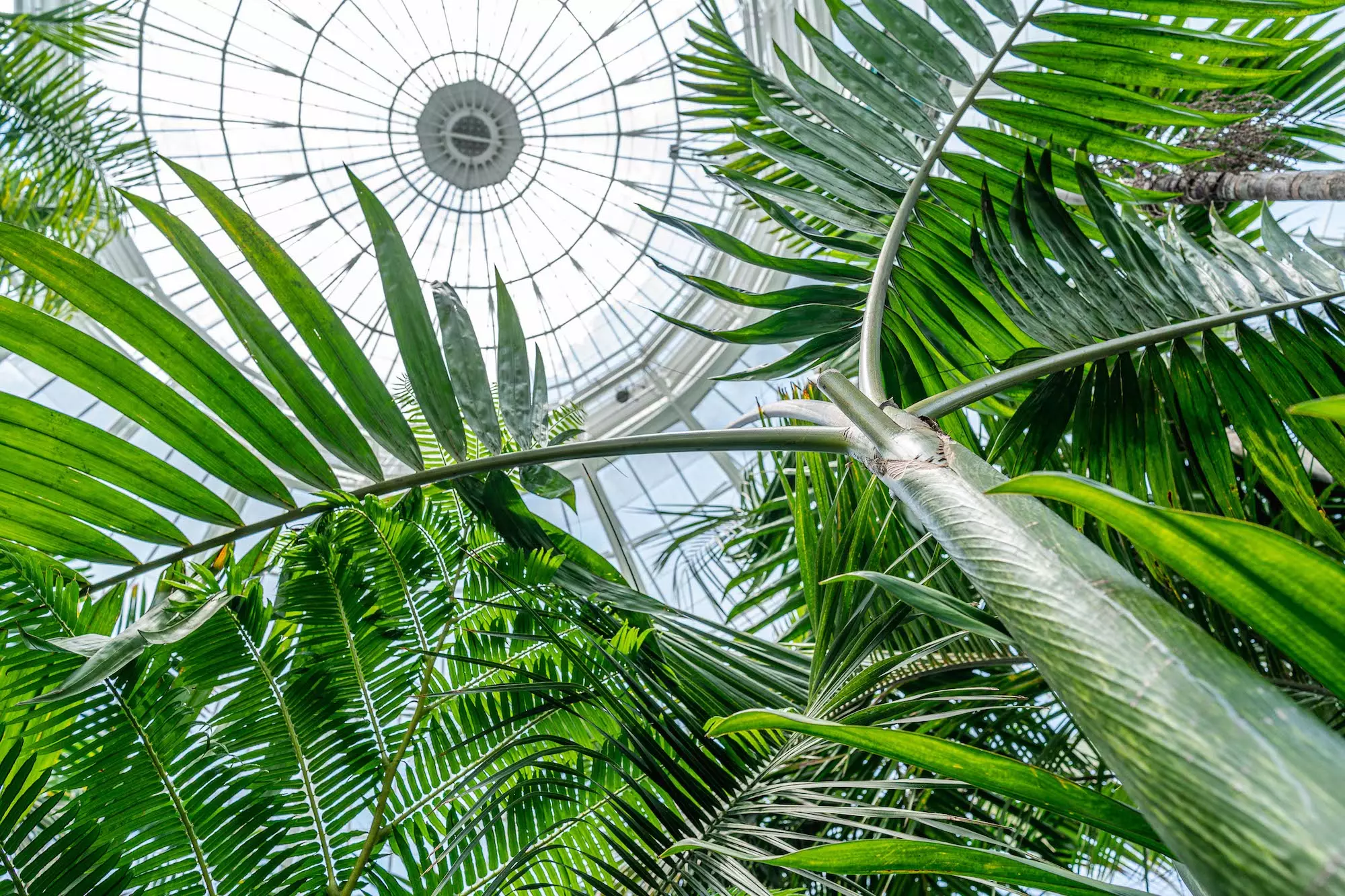 New York Botanical Garden's landmarked iav conservatory rov qhib dua tom qab $ 18M kho dua tshiab 5300_3