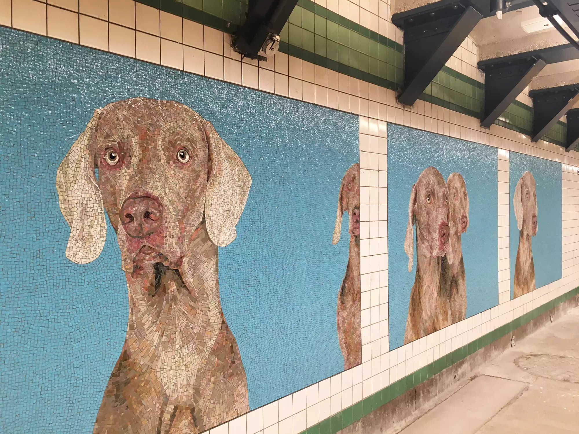 Ga tàu điện ngầm 23rd Street, William Wegman, chó Weimaraner, MTA Arts for Transit, nghệ thuật tàu điện ngầm NYC, tranh ghép tàu điện ngầm