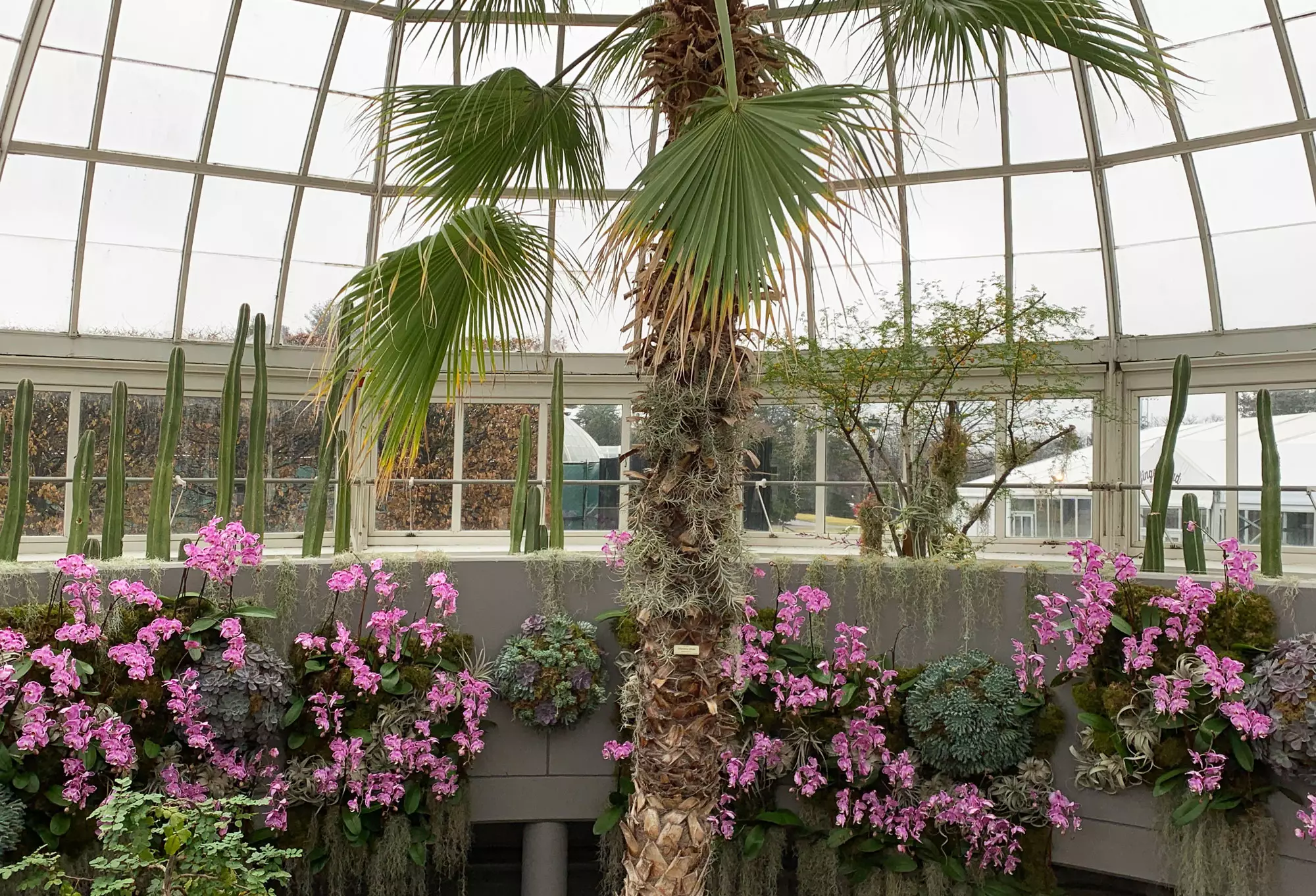 Antre nan yon 'Kaleidoscope' koulè nan New York Botanical Garden Orchid Show ane sa a 7186_12