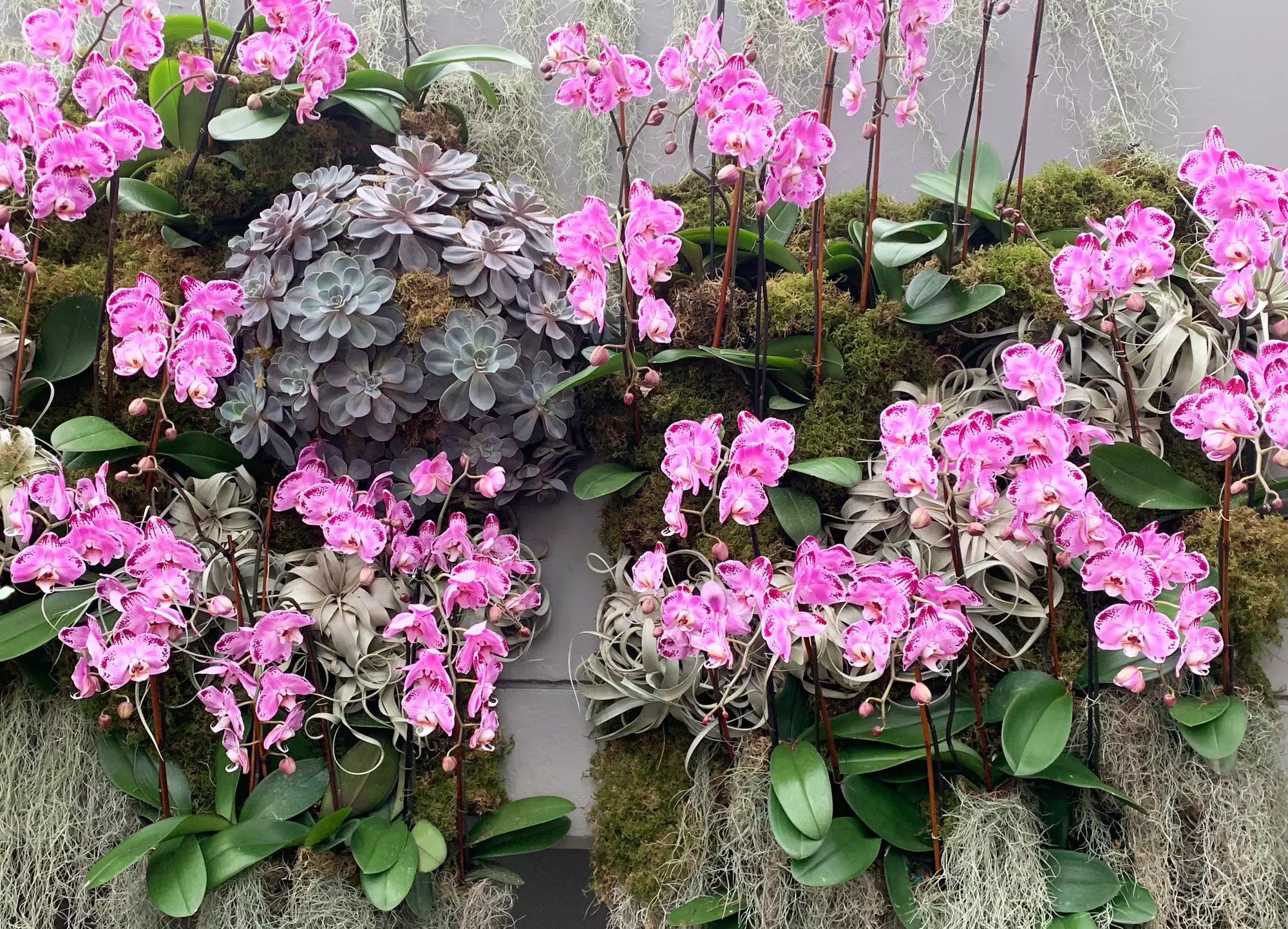 Antre nan yon 'Kaleidoscope' koulè nan New York Botanical Garden Orchid Show ane sa a 7186_13