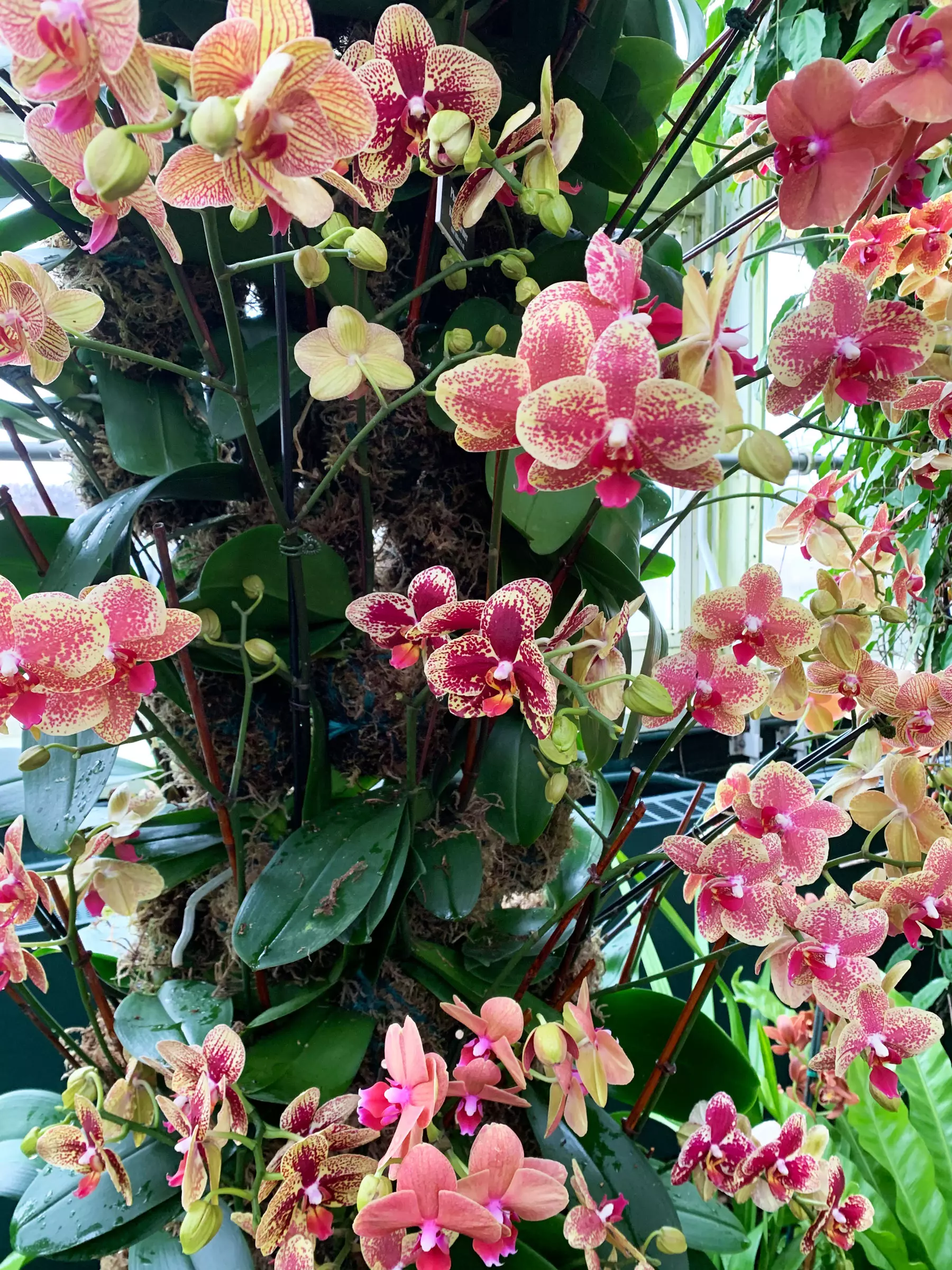 Stap yn in 'Kaleidoskoop' fan kleur op 'e New York Botanical Garden Orchid Show fan dit jier 7186_17