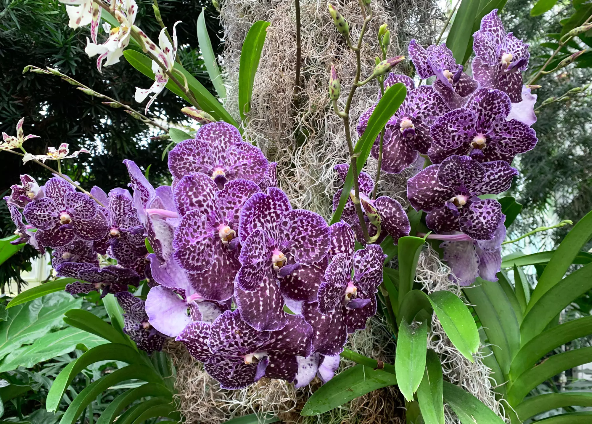 Antre nan yon 'Kaleidoscope' koulè nan New York Botanical Garden Orchid Show ane sa a 7186_2