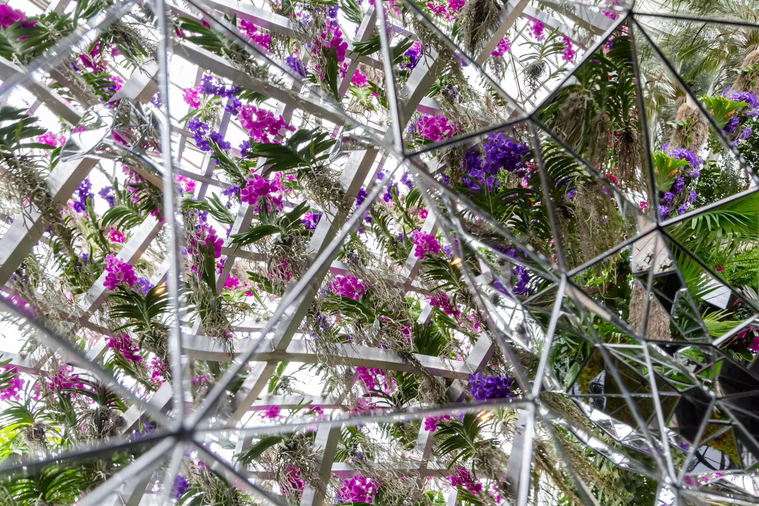 Влезете во „калеидоскоп“ во боја на овогодинешното шоу за орхидеи во ботаничката градина во Њујорк 7186_5