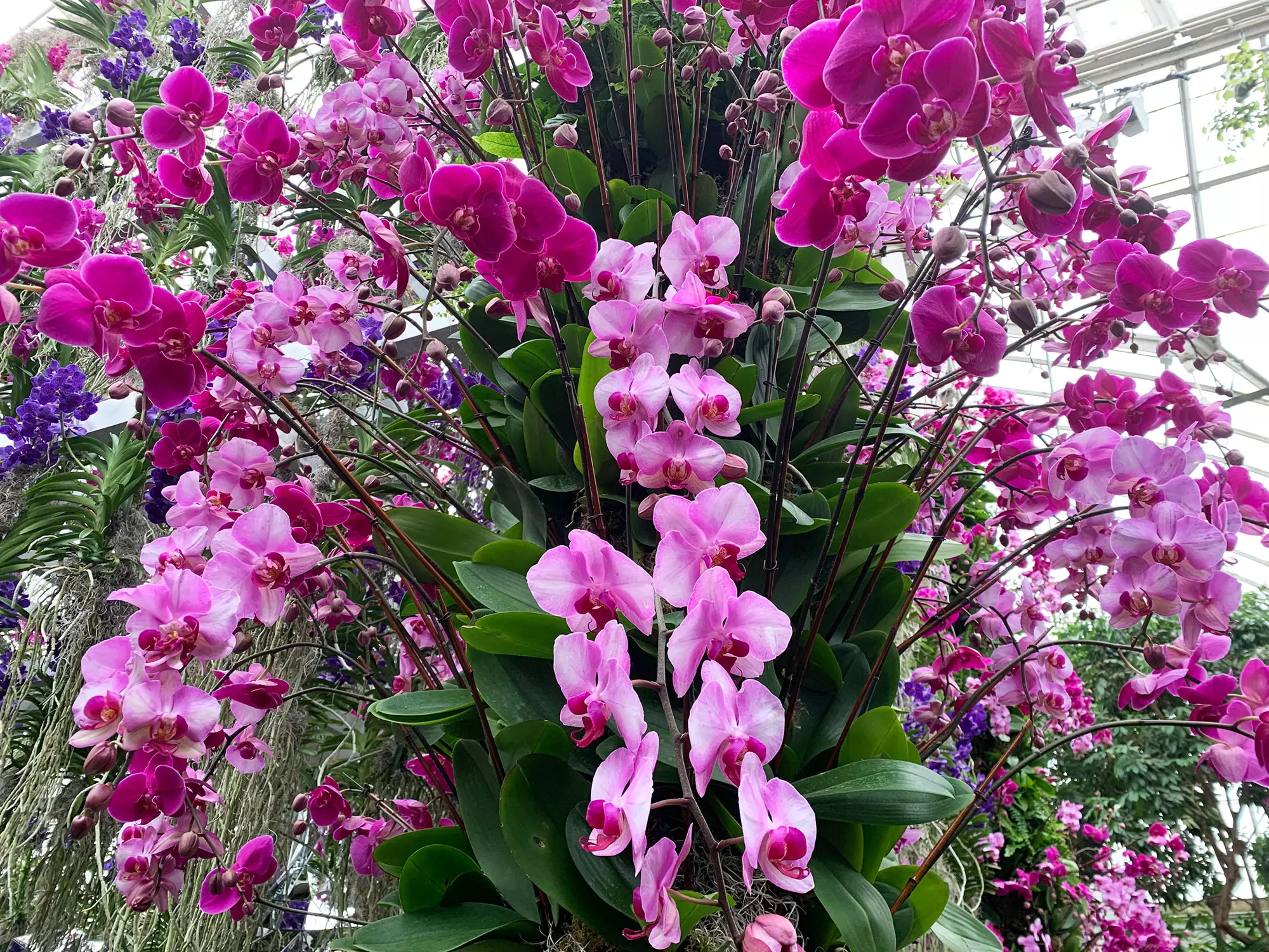Влезете во „калеидоскоп“ во боја на овогодинешното шоу за орхидеи во ботаничката градина во Њујорк 7186_6