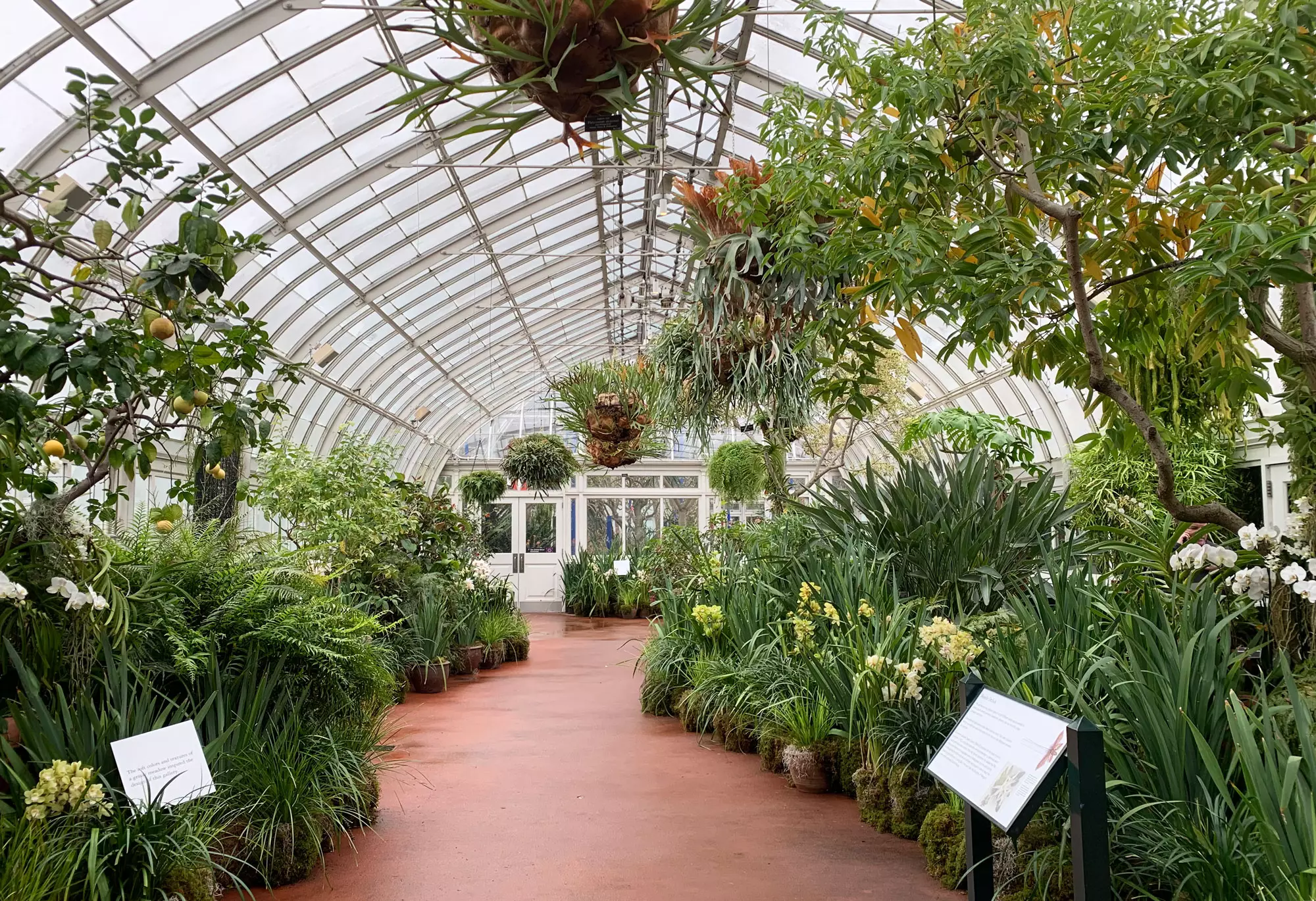 Antre nan yon 'Kaleidoscope' koulè nan New York Botanical Garden Orchid Show ane sa a 7186_7