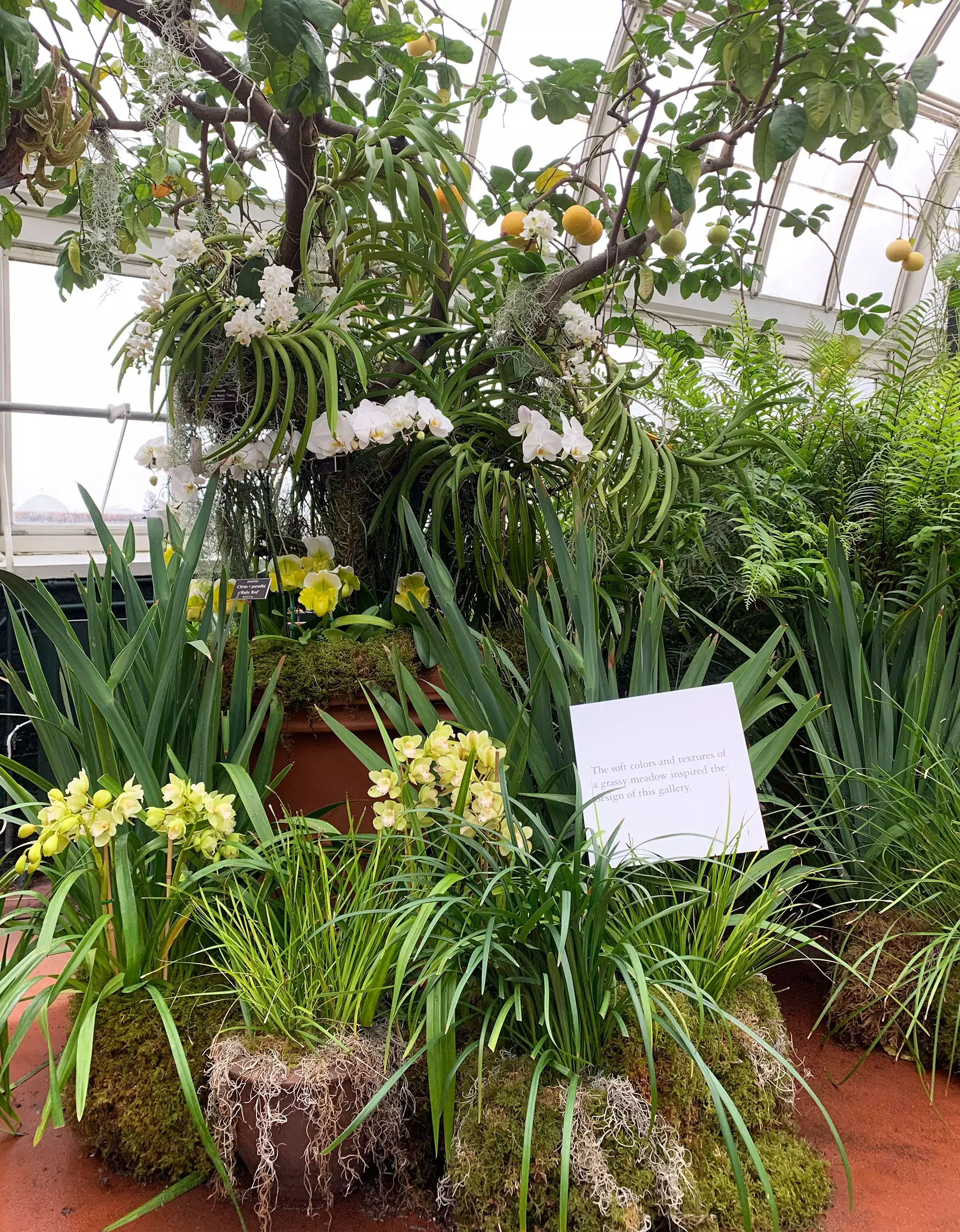 ნიუ-იორკის ბოტანიკური ბაღის ორქიდეის შოუზე შედით ფერთა „კალეიდოსკოპში“ 7186_8