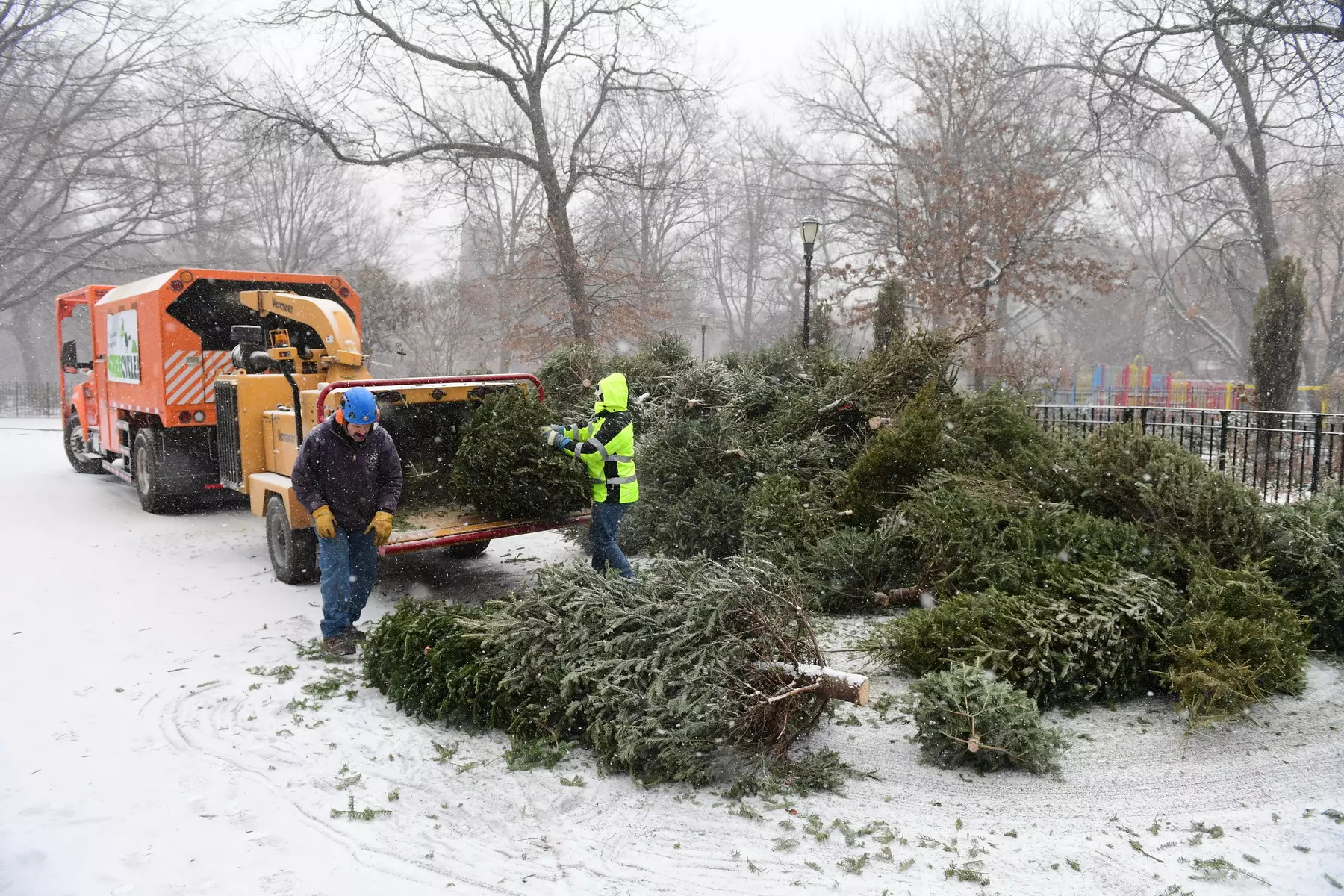 Como despedir a túa árbore de Nadal: Mulchfest de Nova York 7597_1