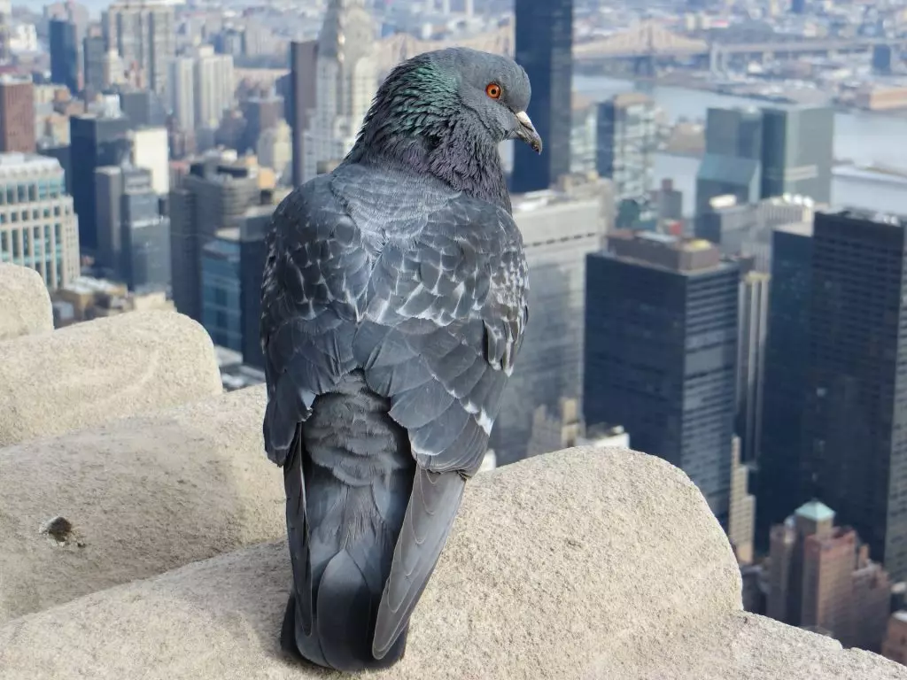 紐約市的新建築必須使用對鳥類友好的材料建造