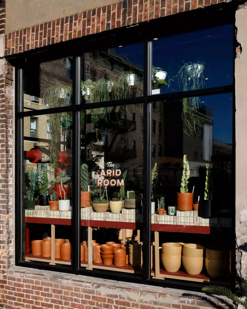 Tula Plants & Design, Greenpoint, NYC Mabenkele a limela, houseplants, cacti, succulents