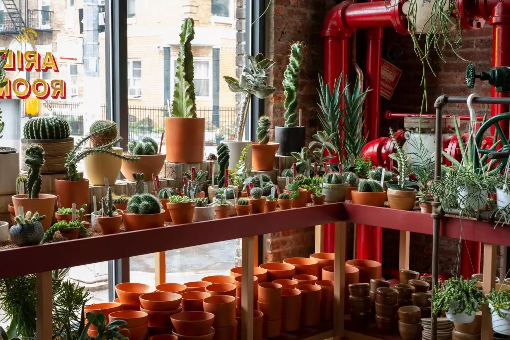 Tula Plants & Design, Greenpoint, NYC Izitolo zezitshalo, izitshalo zasendlini, i-cacti, ama-succulents