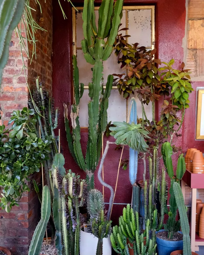 Tula Plants & Design, Greenpoint, NYC Plant stores, кімнатні рослини, кактуси, сукуленти