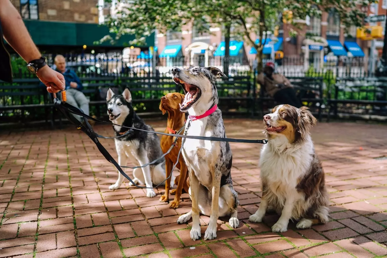 NYC એપાર્ટમેન્ટ્સ માટે કૂતરાની 9 શ્રેષ્ઠ જાતિઓ 8114_1