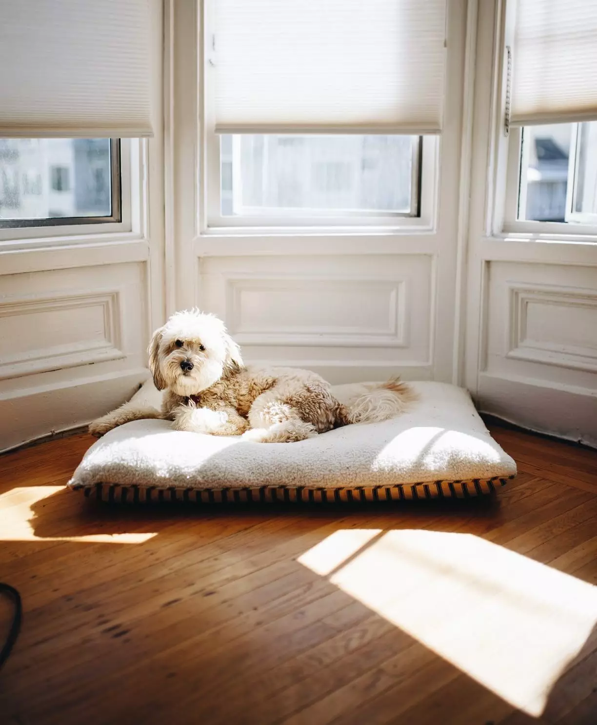 Les 9 millors races de gossos per a apartaments a Nova York 8114_2