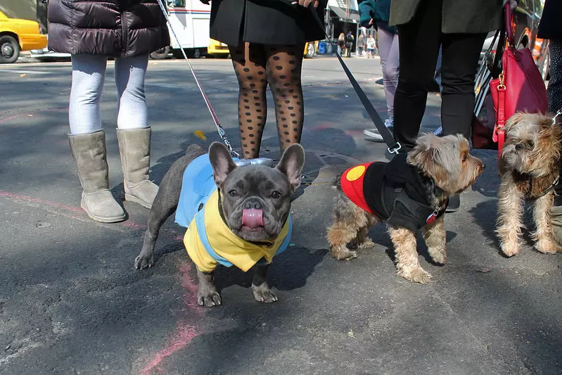 halloween, mga kaganapan, dog parade, tompkins square dog parade