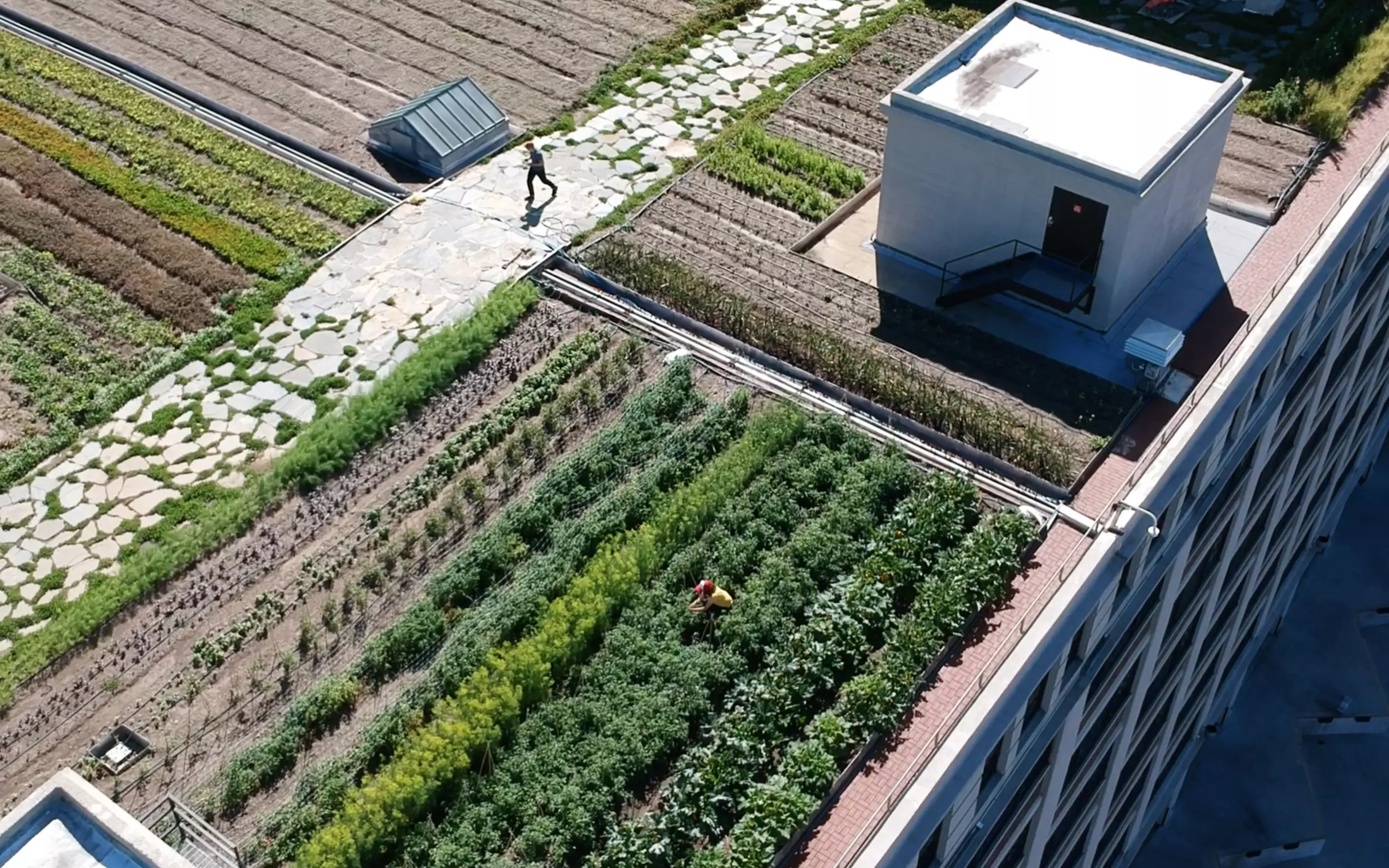 Brooklyn Grange atidaro didžiausią Niujorko fermą ant stogo Saulėlydžio parke 8764_1