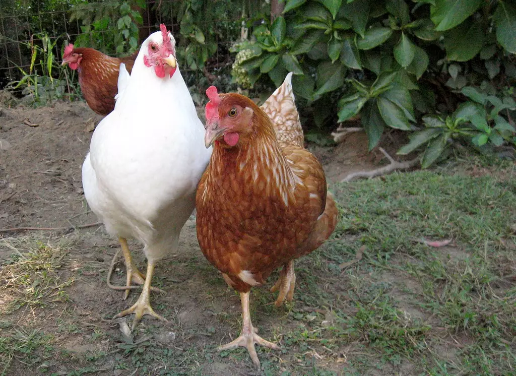црвено-бели-кокошки